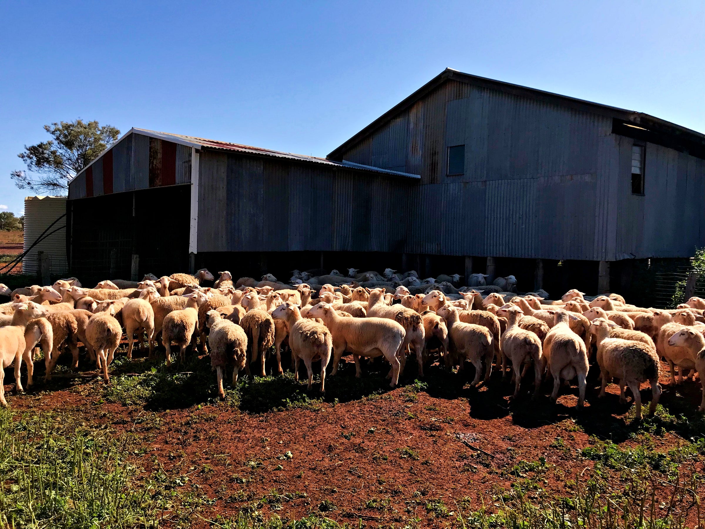 us should you have any questions we hope you enjoy our lamb and share ...